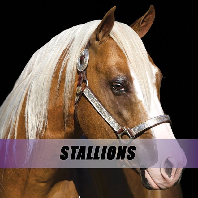 Stallion Merch | Just Stitch It Inc.